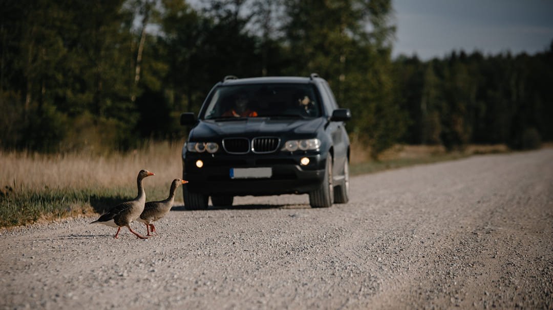 ¡Alto a los atropellos de animales en carretera! - Ecólatras